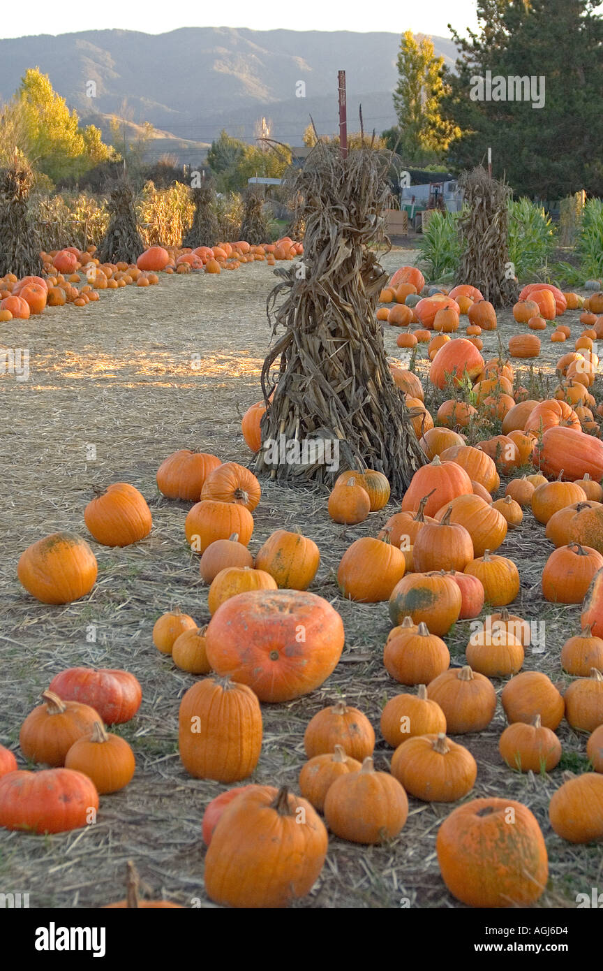 Native american corn field hi-res stock photography and images - Alamy