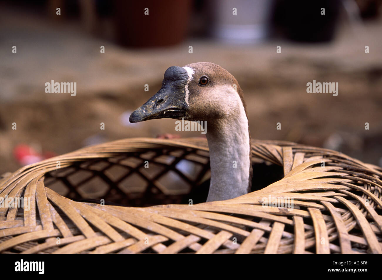 Menghai hi-res stock photography and images - Alamy