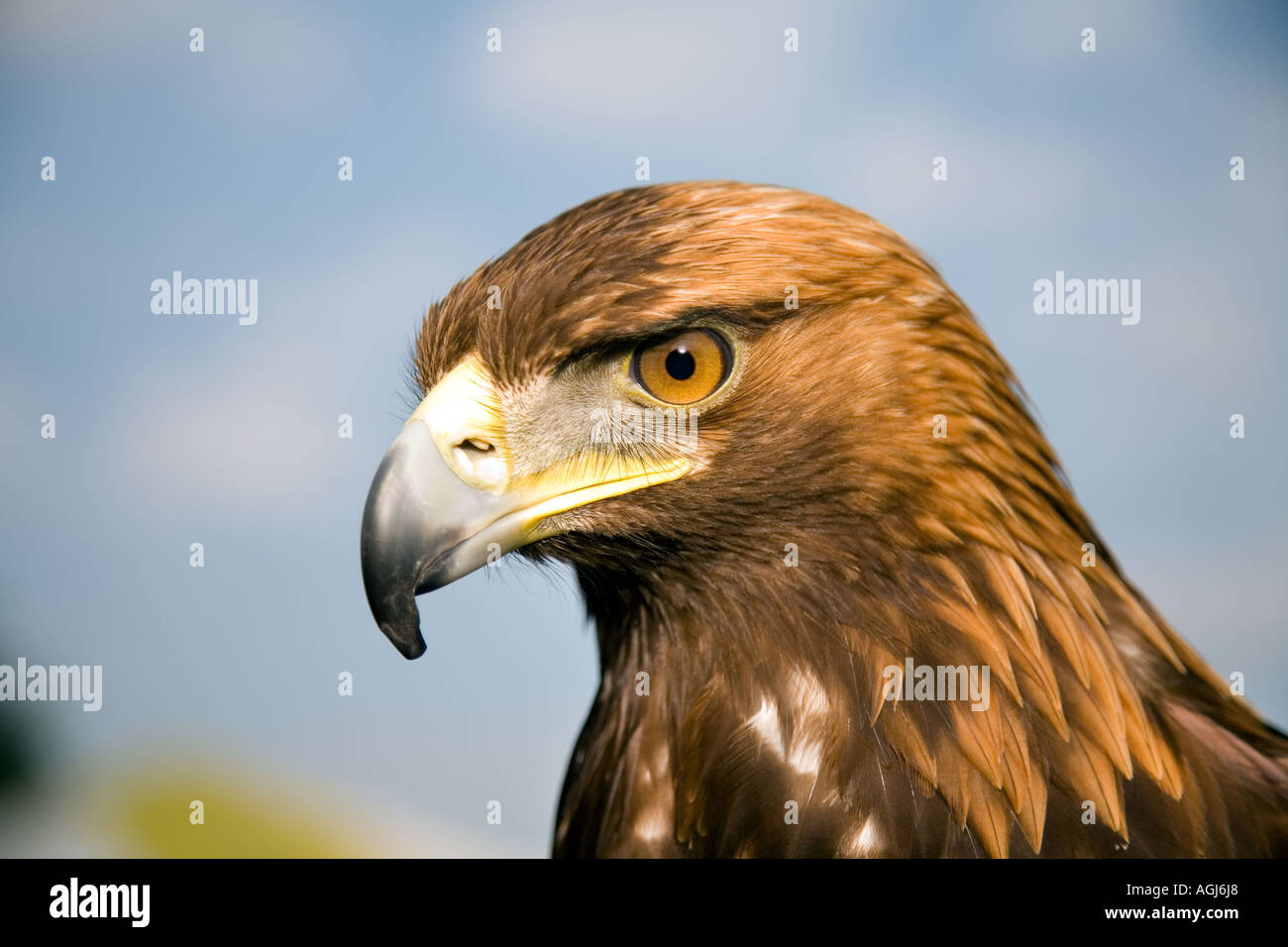 Golden eagle headshot hi-res stock photography and images - Alamy