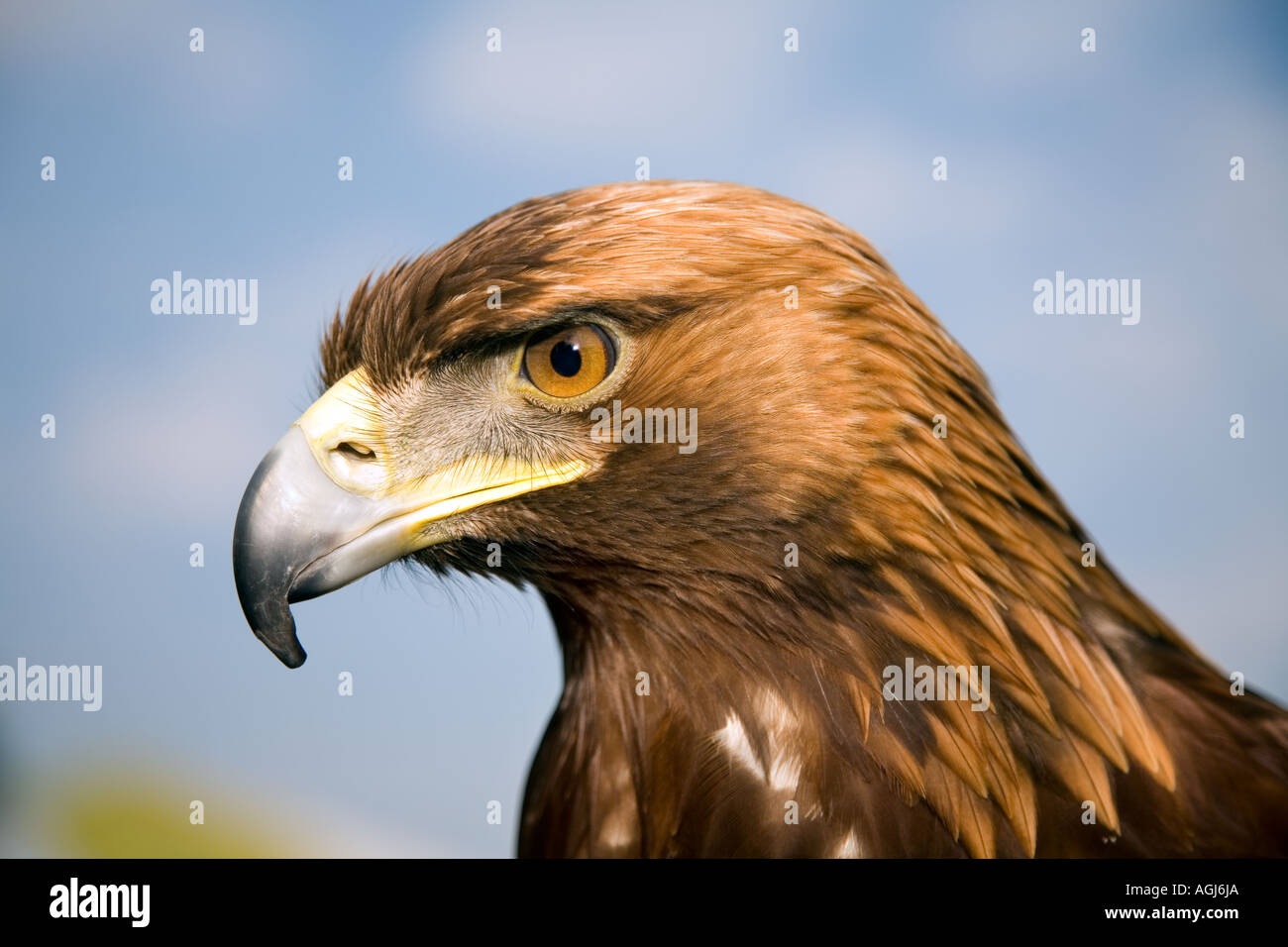 Close -up head shot of Golden Eagle Stock Photo - Alamy