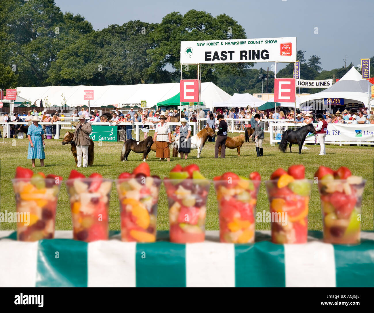 Miniature horse being judges at New Forest Show in the East Ring with ...