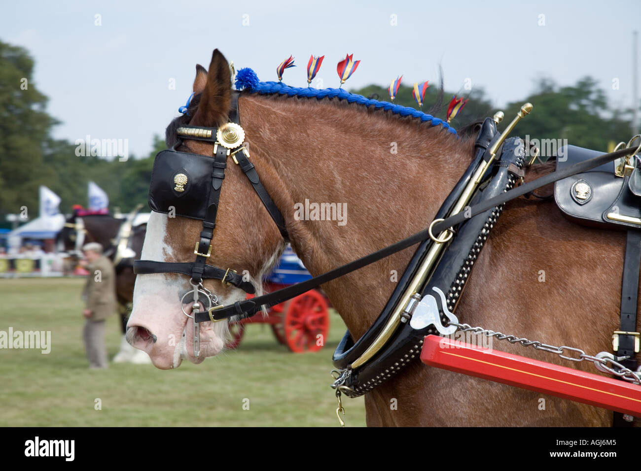 carriage horse blinkered showing braided mane and tack Stock Photo - Alamy