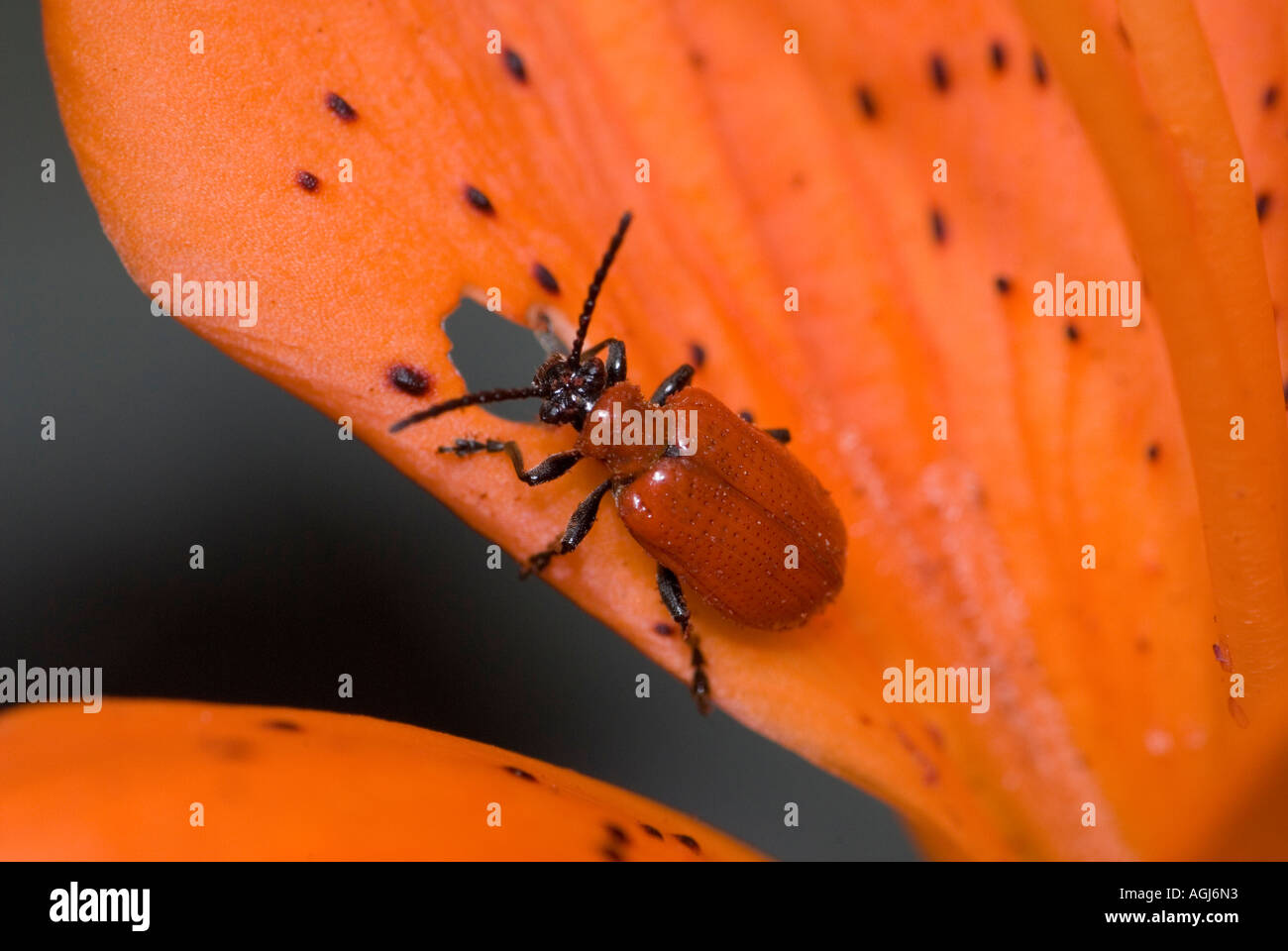 Red lily beetle Stock Photo - Alamy