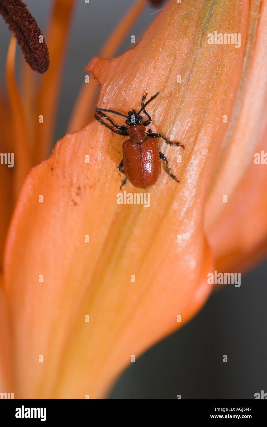 Lily beetle larvae hi-res stock photography and images - Alamy