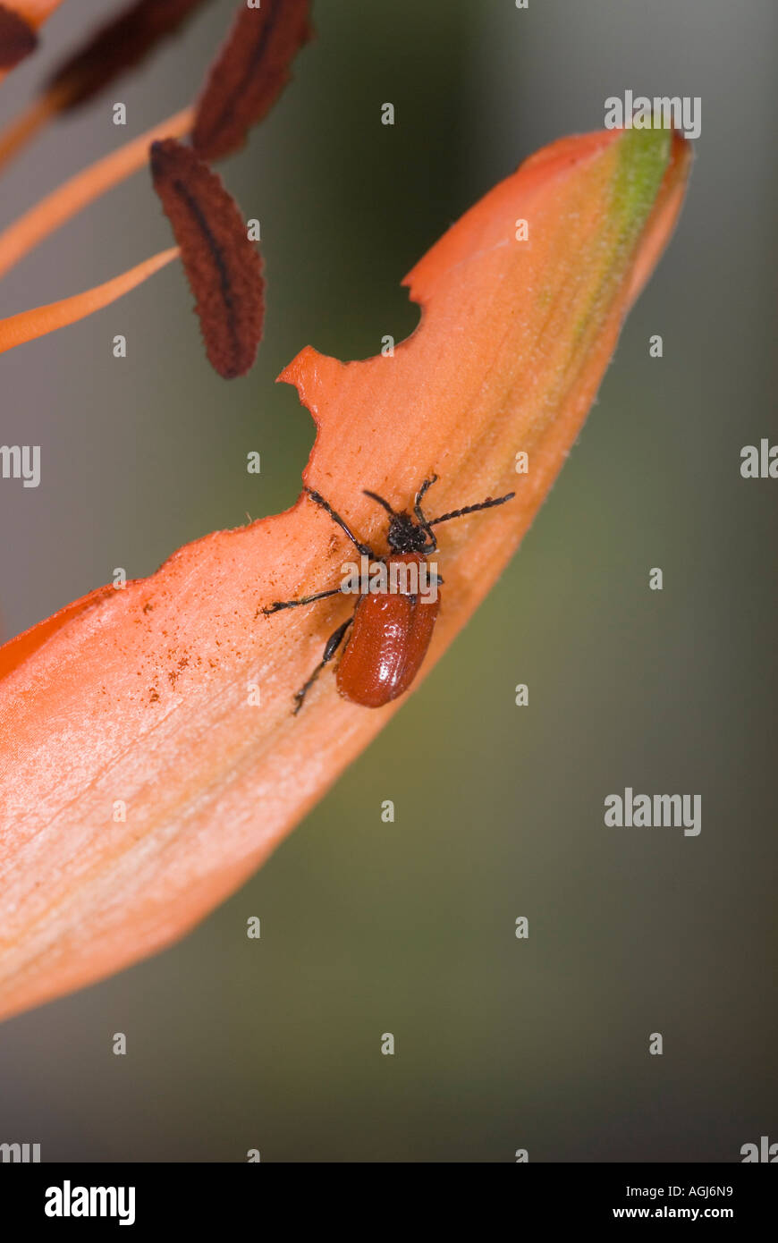 Beetle blight hi-res stock photography and images - Alamy