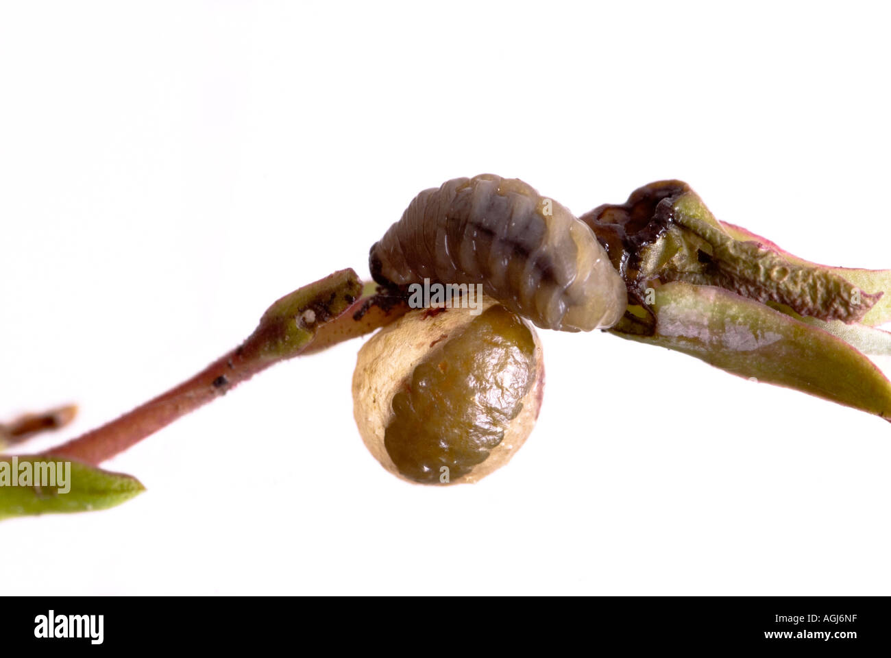 Weevil larva hi-res stock photography and images - Alamy