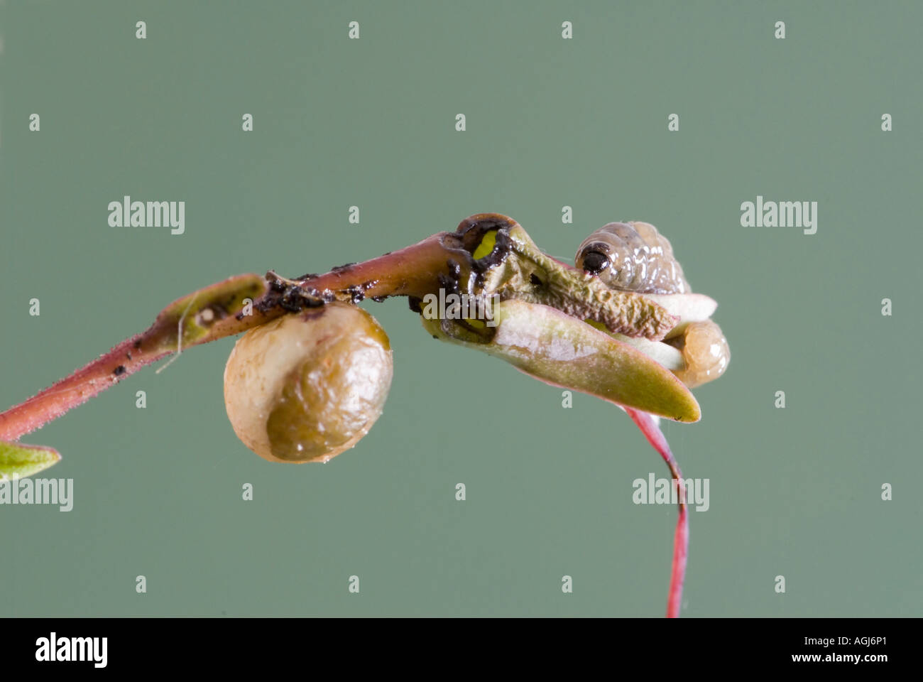 Figwort Weevil larva and egg casing Stock Photo - Alamy