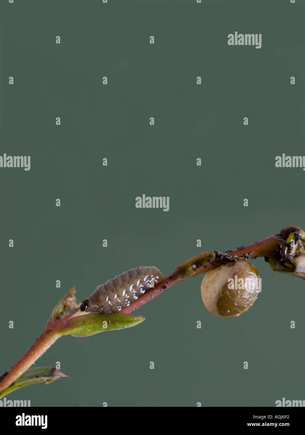 Figwort weevil larva egg casing hi-res stock photography and images - Alamy