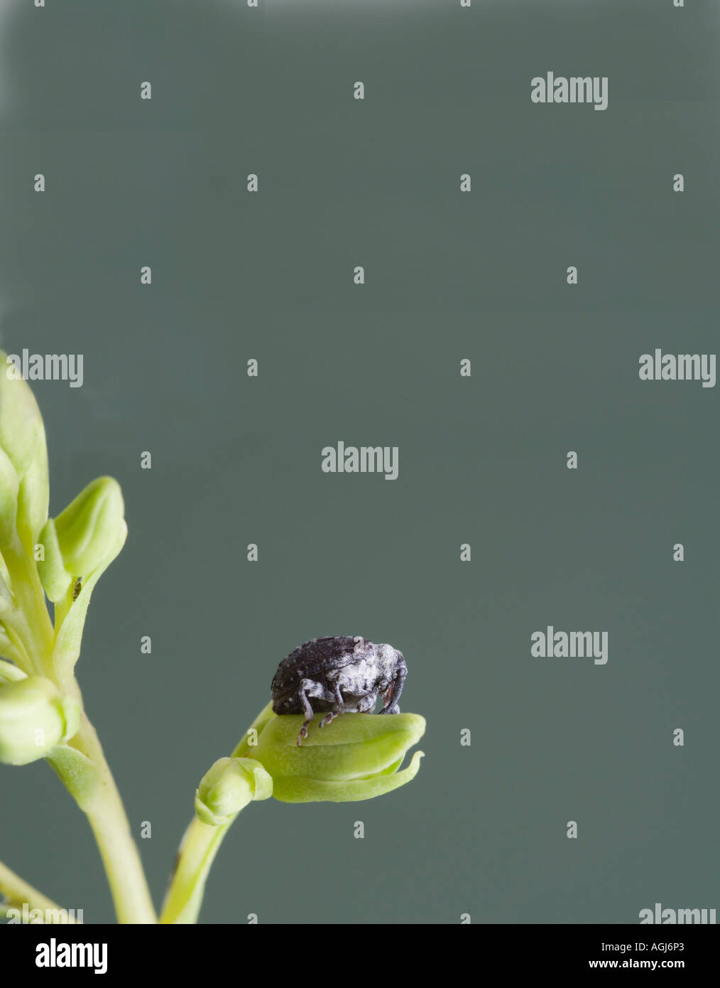 Figwort weevil hi-res stock photography and images - Alamy