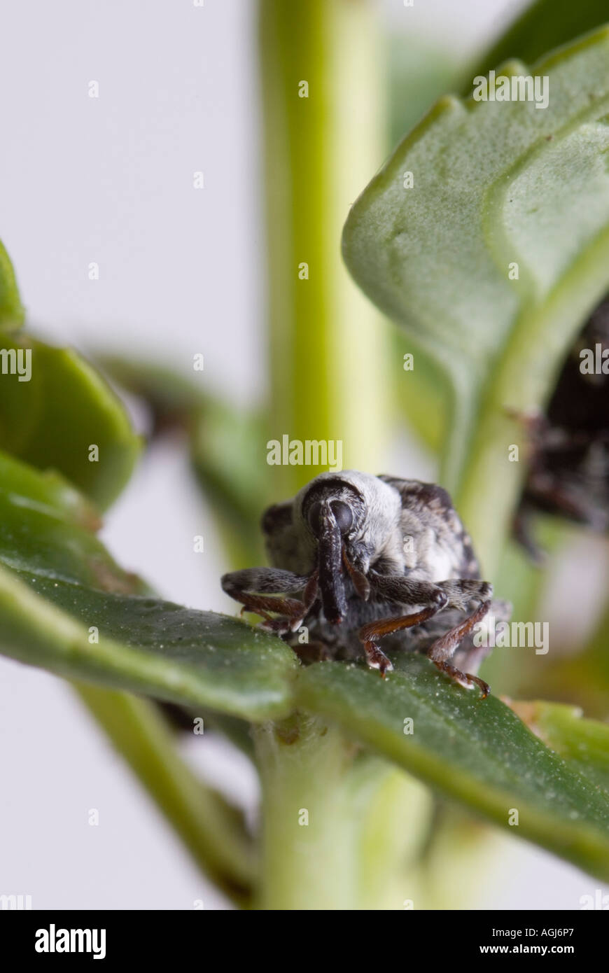 Figwort weevil hi-res stock photography and images - Alamy