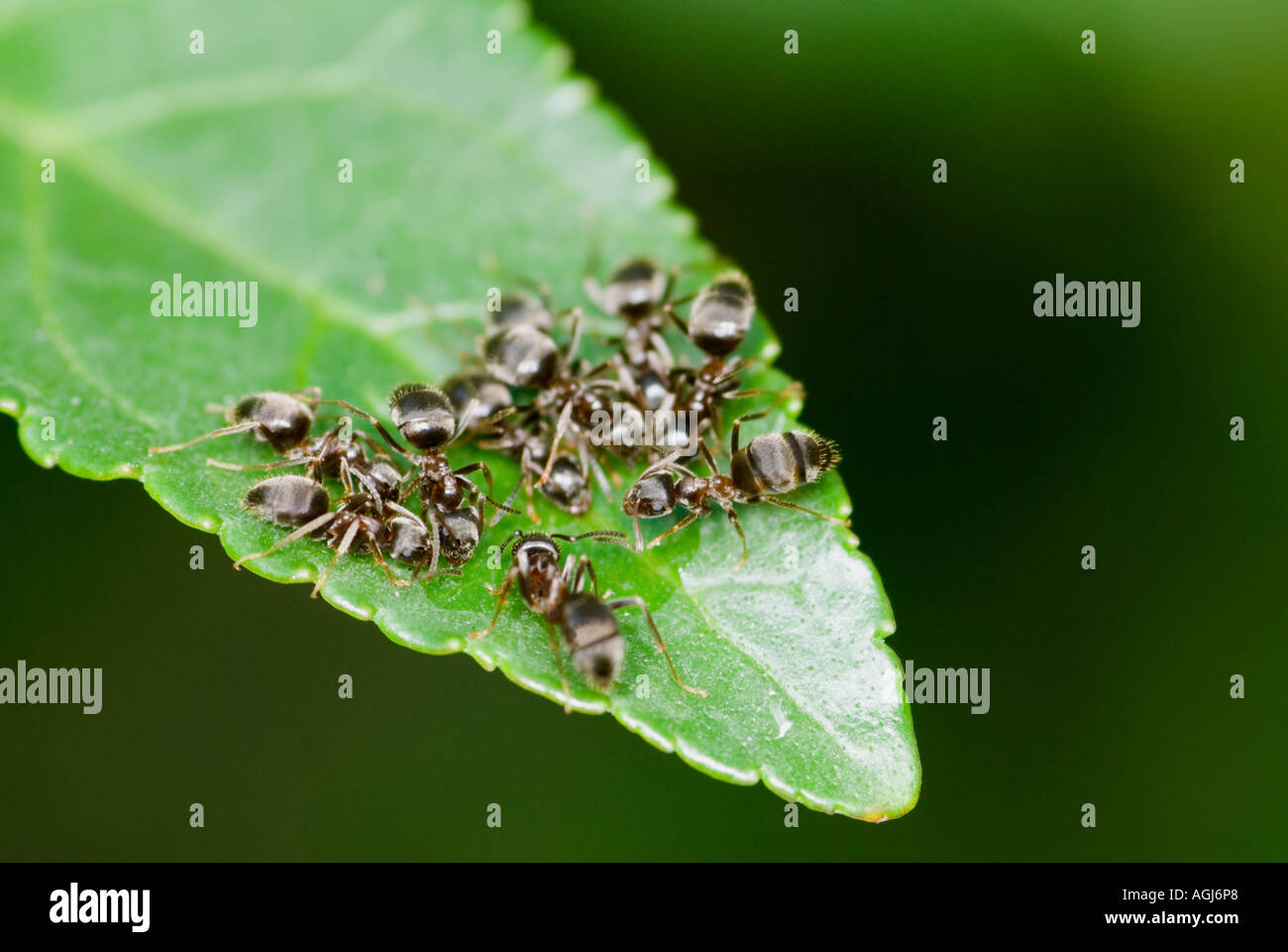 Ants drinking water Stock Photo - Alamy