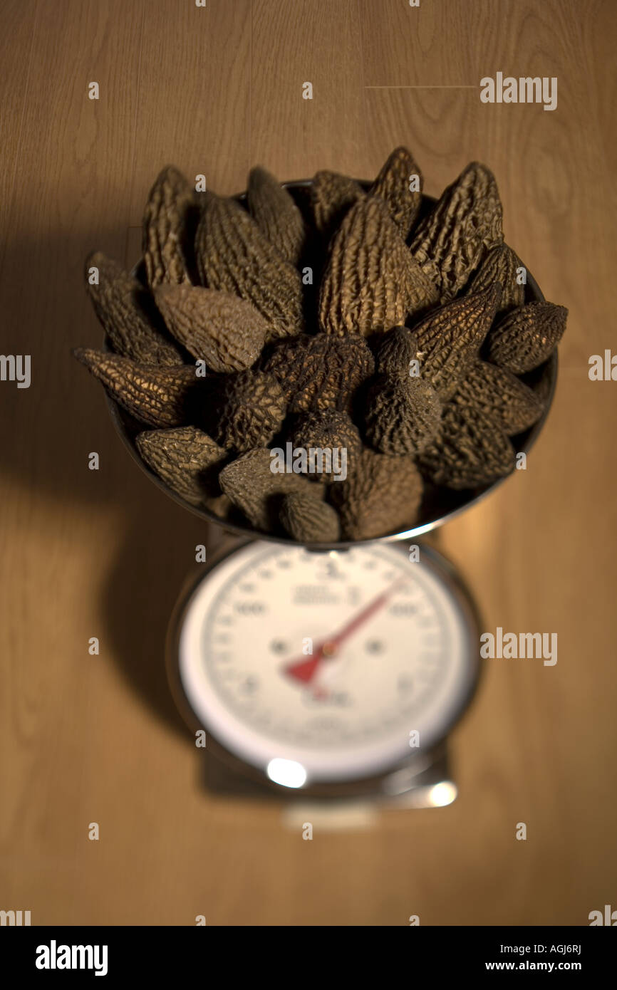 Morrel hi-res stock photography and images - Alamy