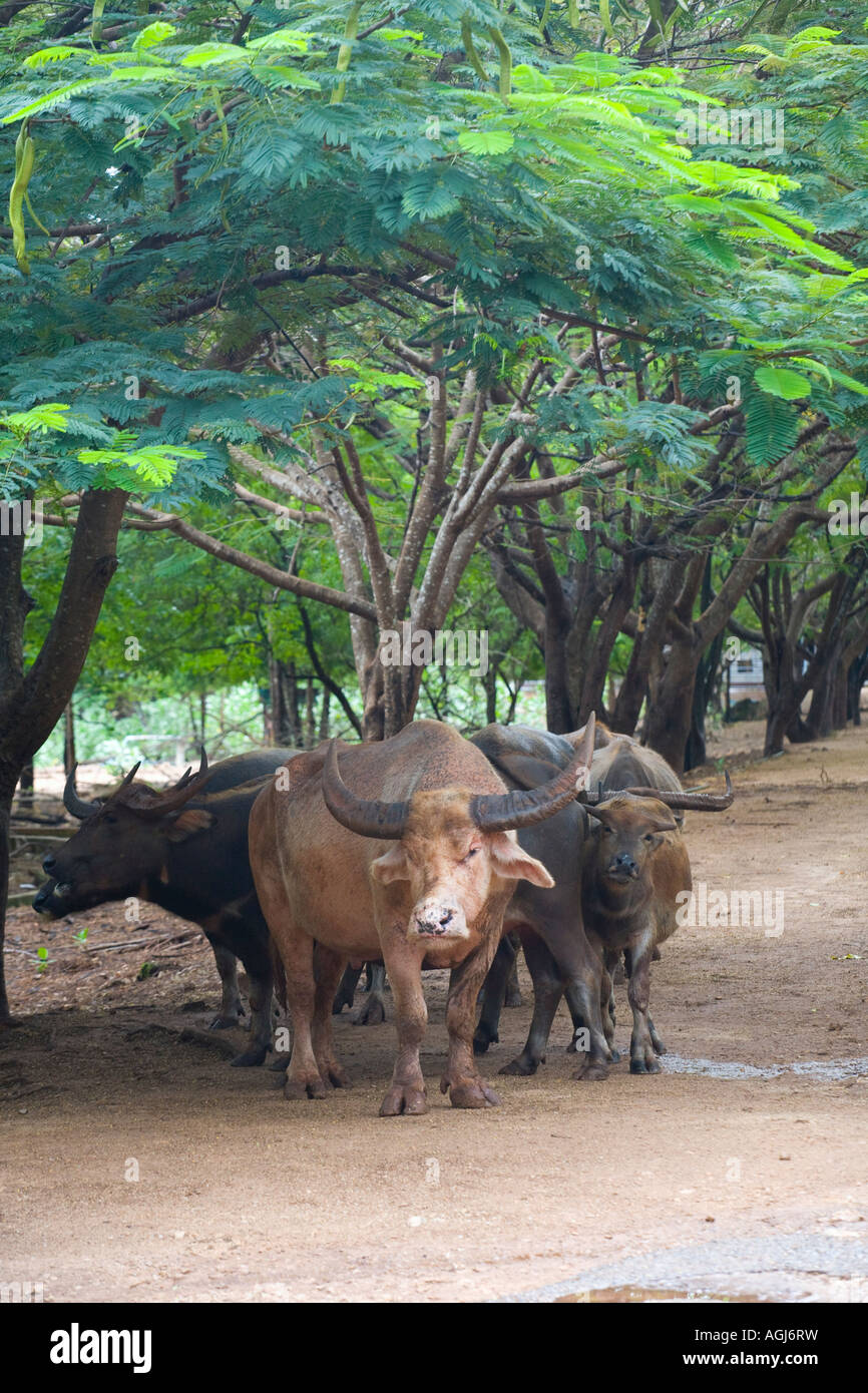 Asian cattle breeds hi-res stock photography and images - Alamy