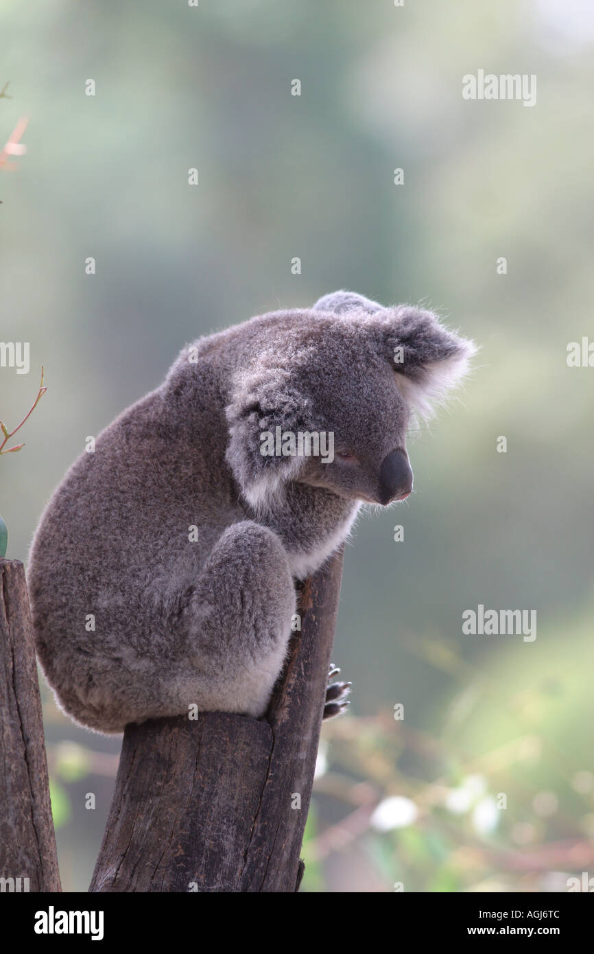 Koala Phascolarctos cinereus Stock Photo - Alamy
