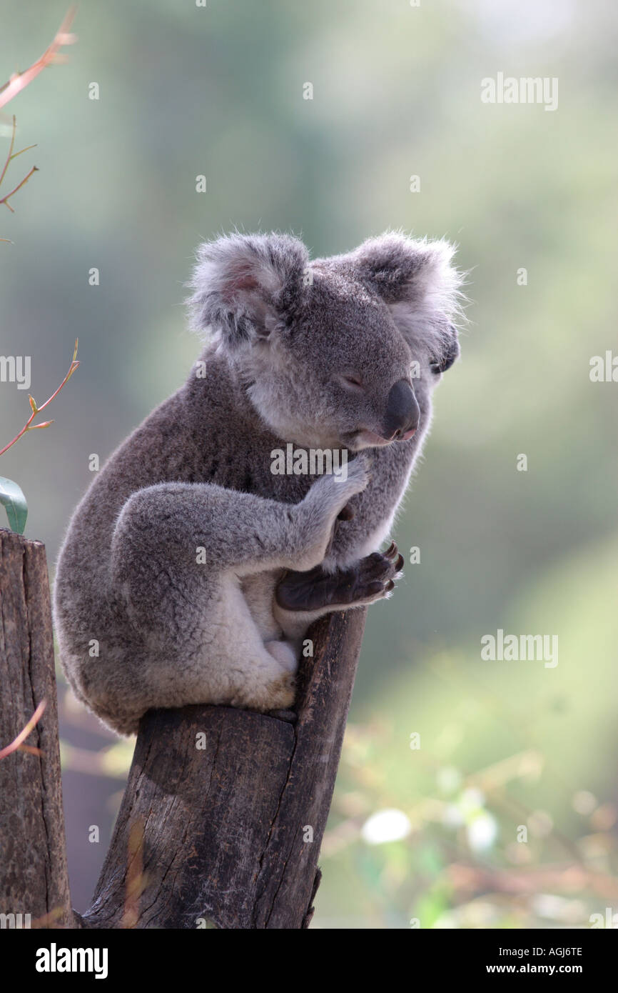 Koala Phascolarctos cinereus Stock Photo - Alamy