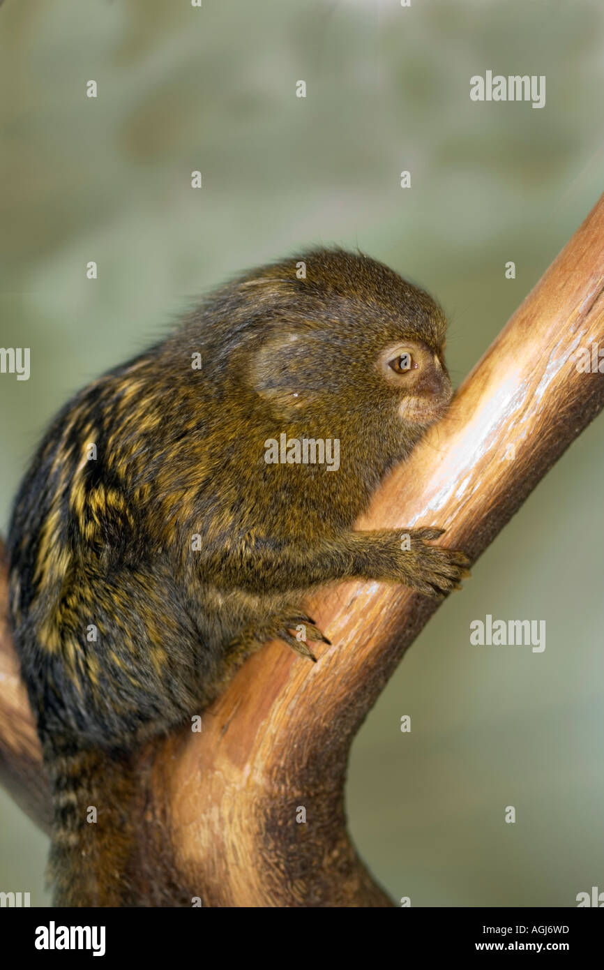 Pygmy marmoset callithrix pygmaea hi-res stock photography and images ...