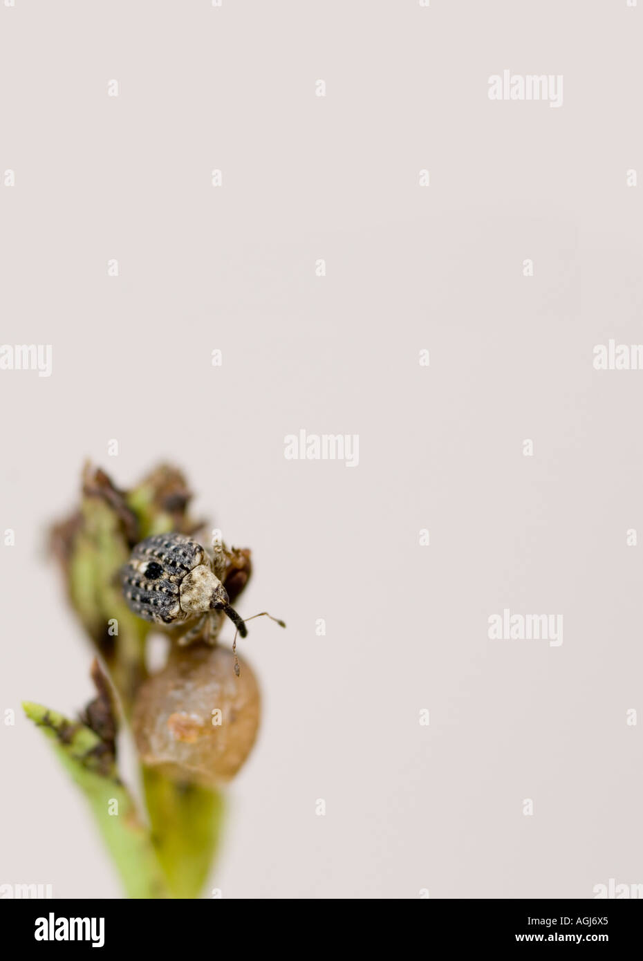 Figwort weevil larva egg casing hi-res stock photography and images - Alamy