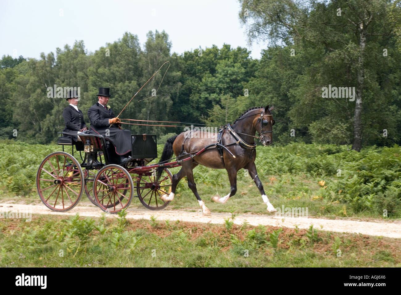 Carriage Horse Drawn Transport Whip High Resolution Stock Photography ...