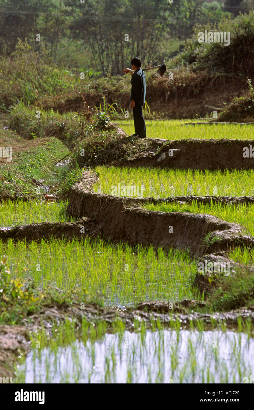 Rice paddy border hi-res stock photography and images - Alamy