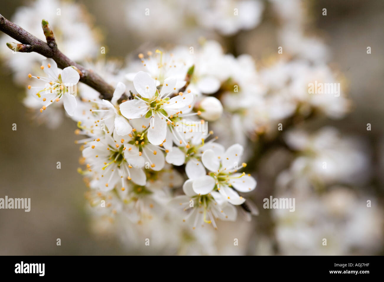 Japanese hawthorn hi-res stock photography and images - Alamy