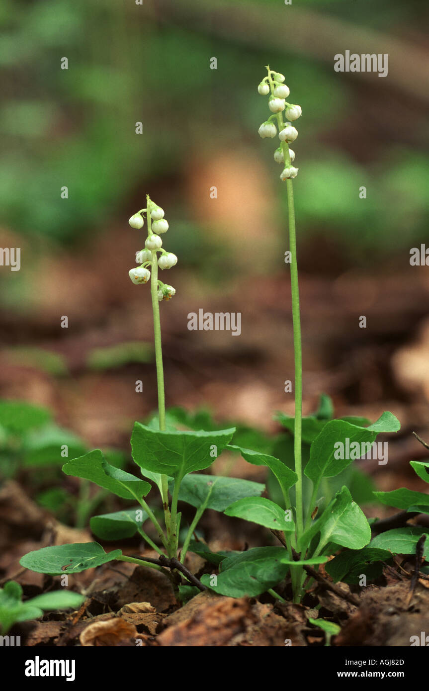 Common Wintergreen Pyrola minor Stock Photo - Alamy
