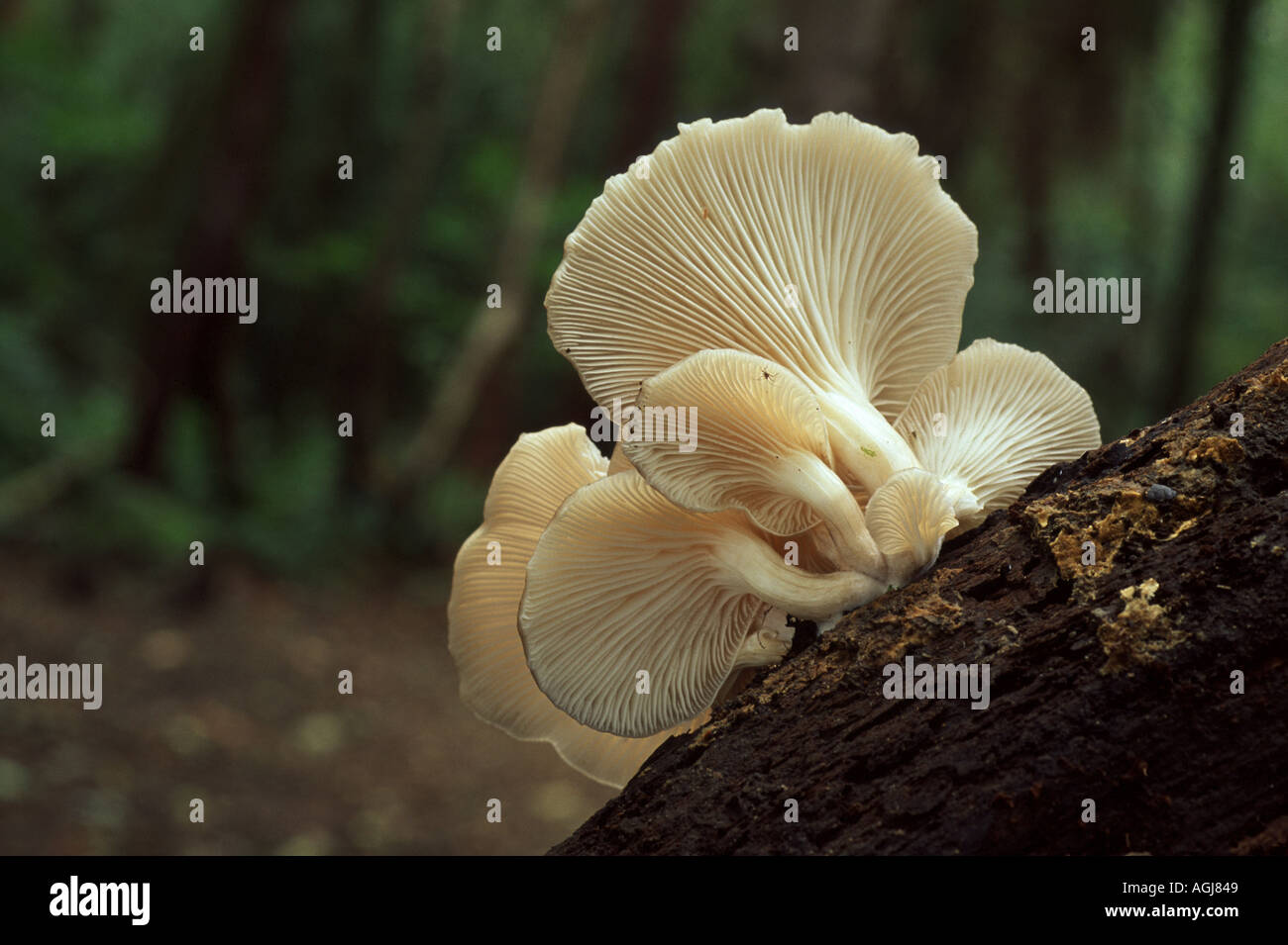 Branched Oyster Mushroom Pleurotus cornucopiae Stock Photo - Alamy