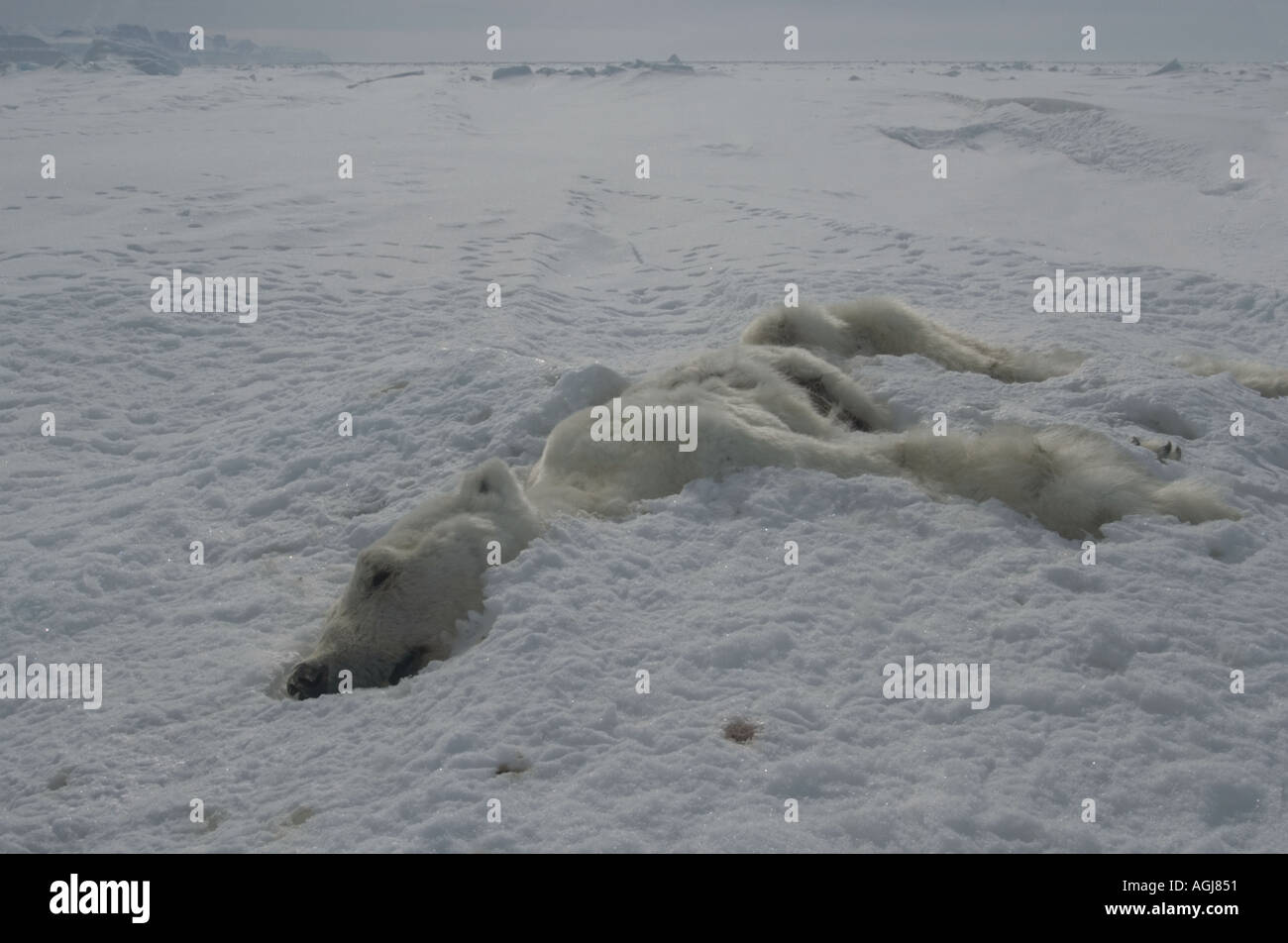 Dead polar bear has starved to death during the winter and could become ...
