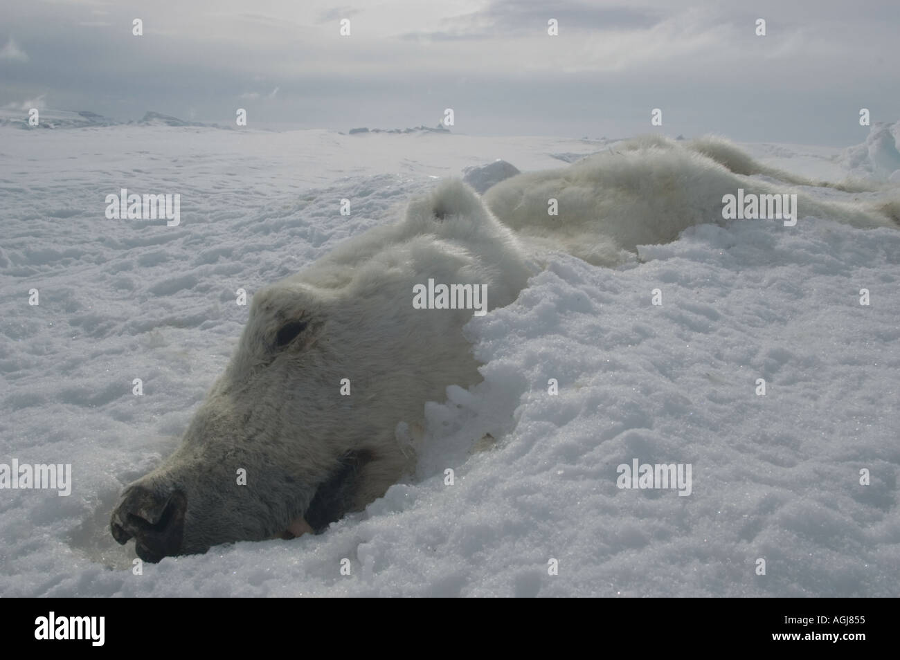 Dead polar bear has starved to death during the winter and could Stock ...