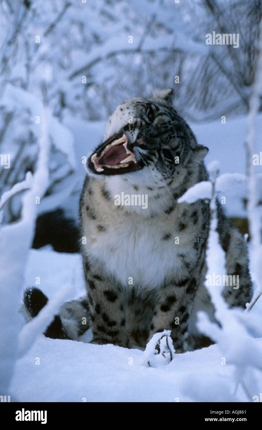 Snow leopard snarling in snow Panthera uncia at Port Lympne zoo where ...