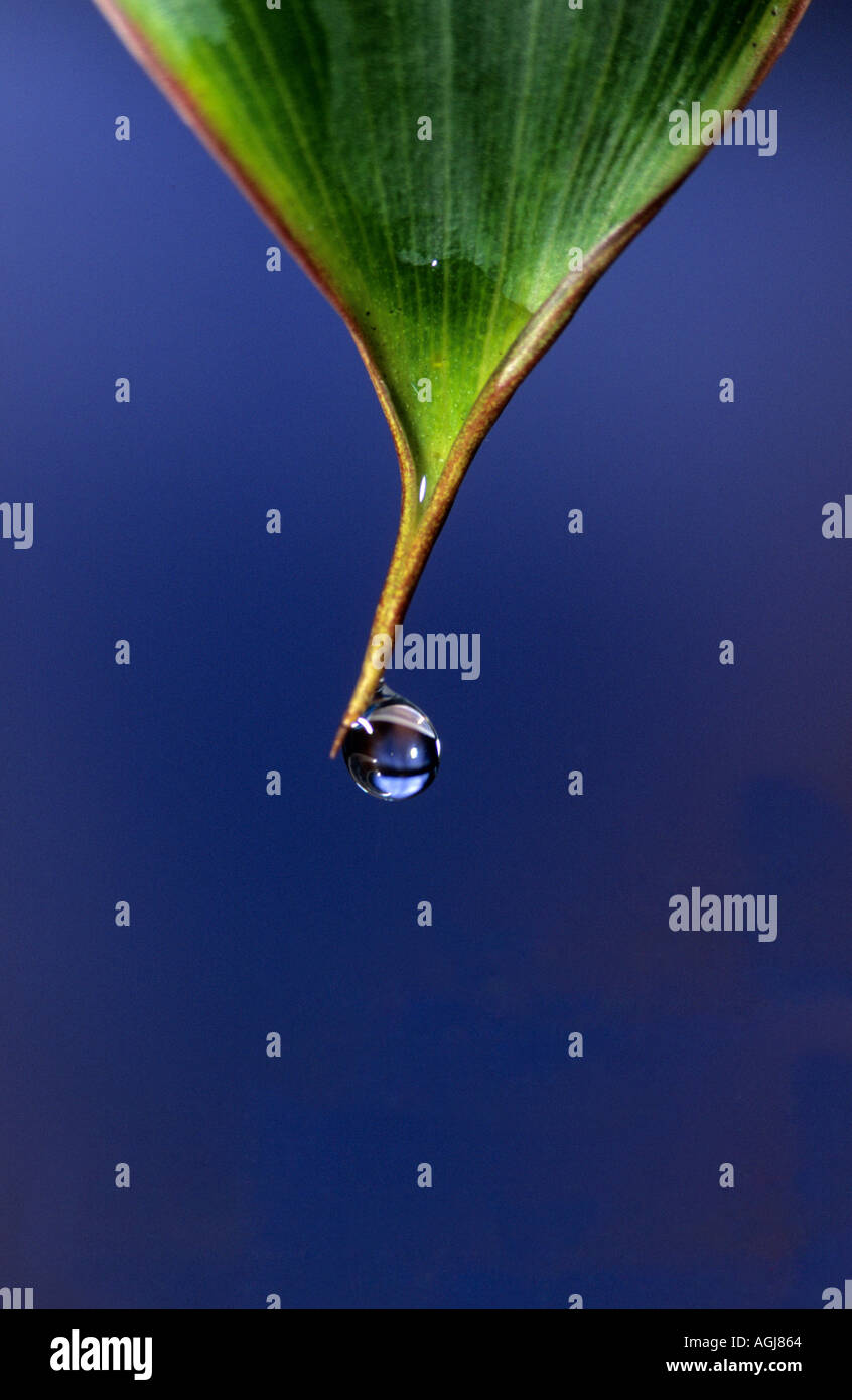 Drip tip hi-res stock photography and images - Alamy