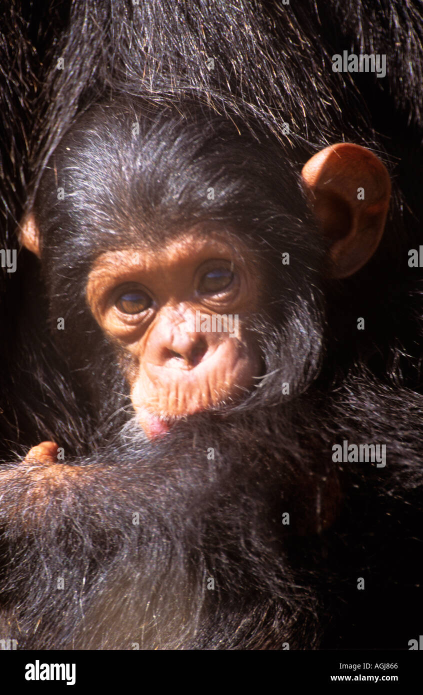 Chimpanzee mother baby love bonding hi-res stock photography and images ...