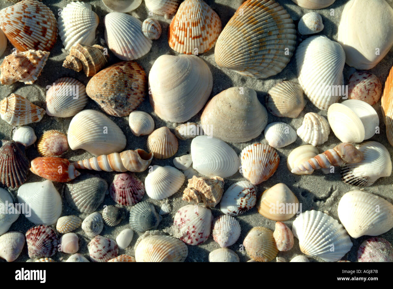 Sanibel Island Florida fl USA selection of sea shells Stock Photo - Alamy