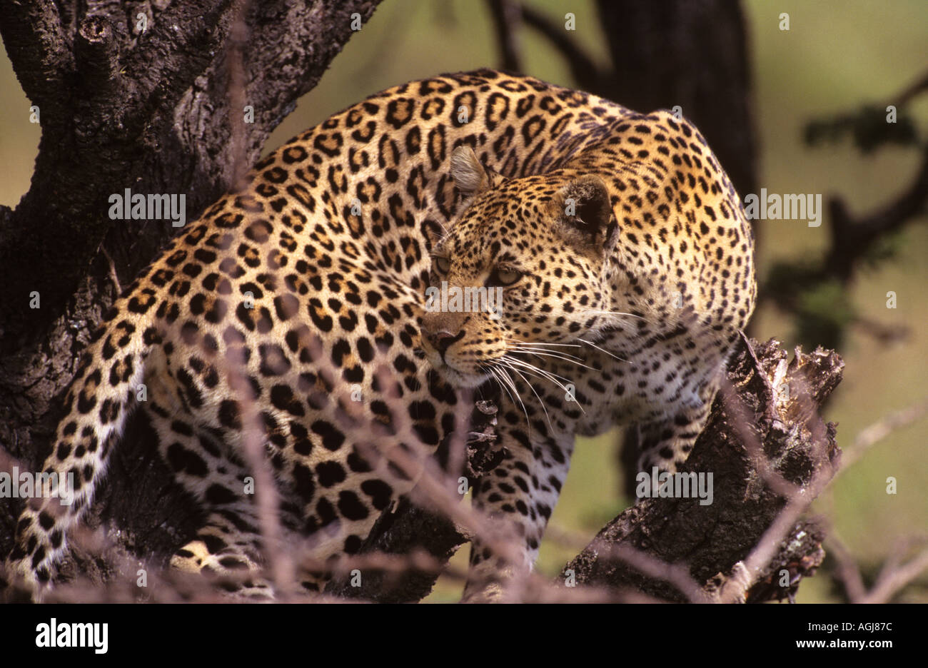Leopard in tree Kenya Africa Panthera pardus Stock Photo - Alamy