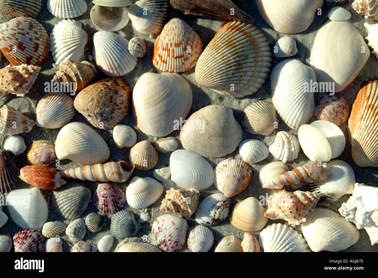 Sanibel Island Florida fl USA selection of sea shells Stock Photo - Alamy