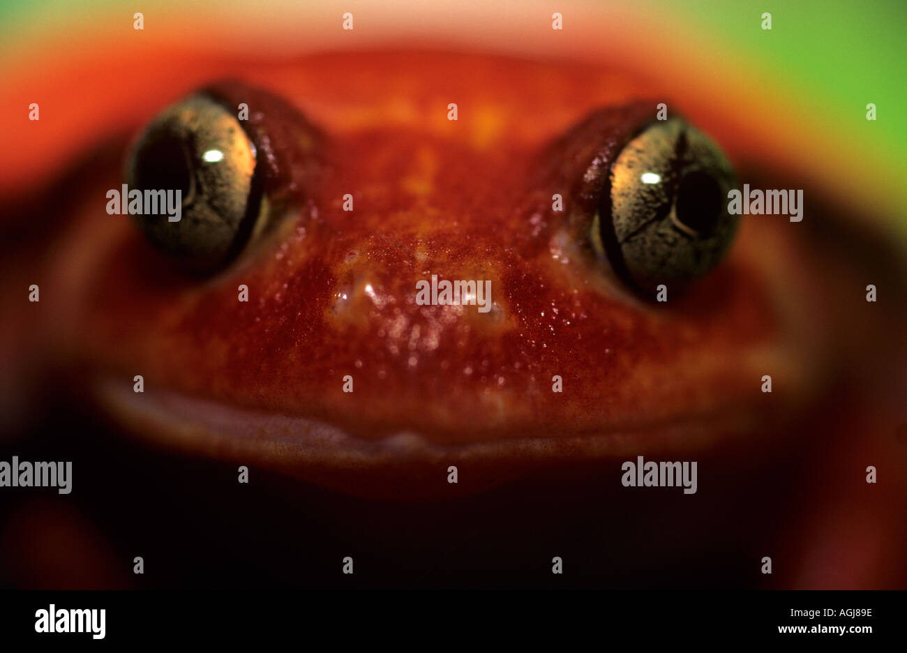 Tomato frog from Madagascar Stock Photo - Alamy