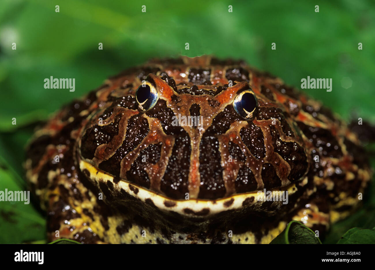 Large horned frog hi-res stock photography and images - Alamy