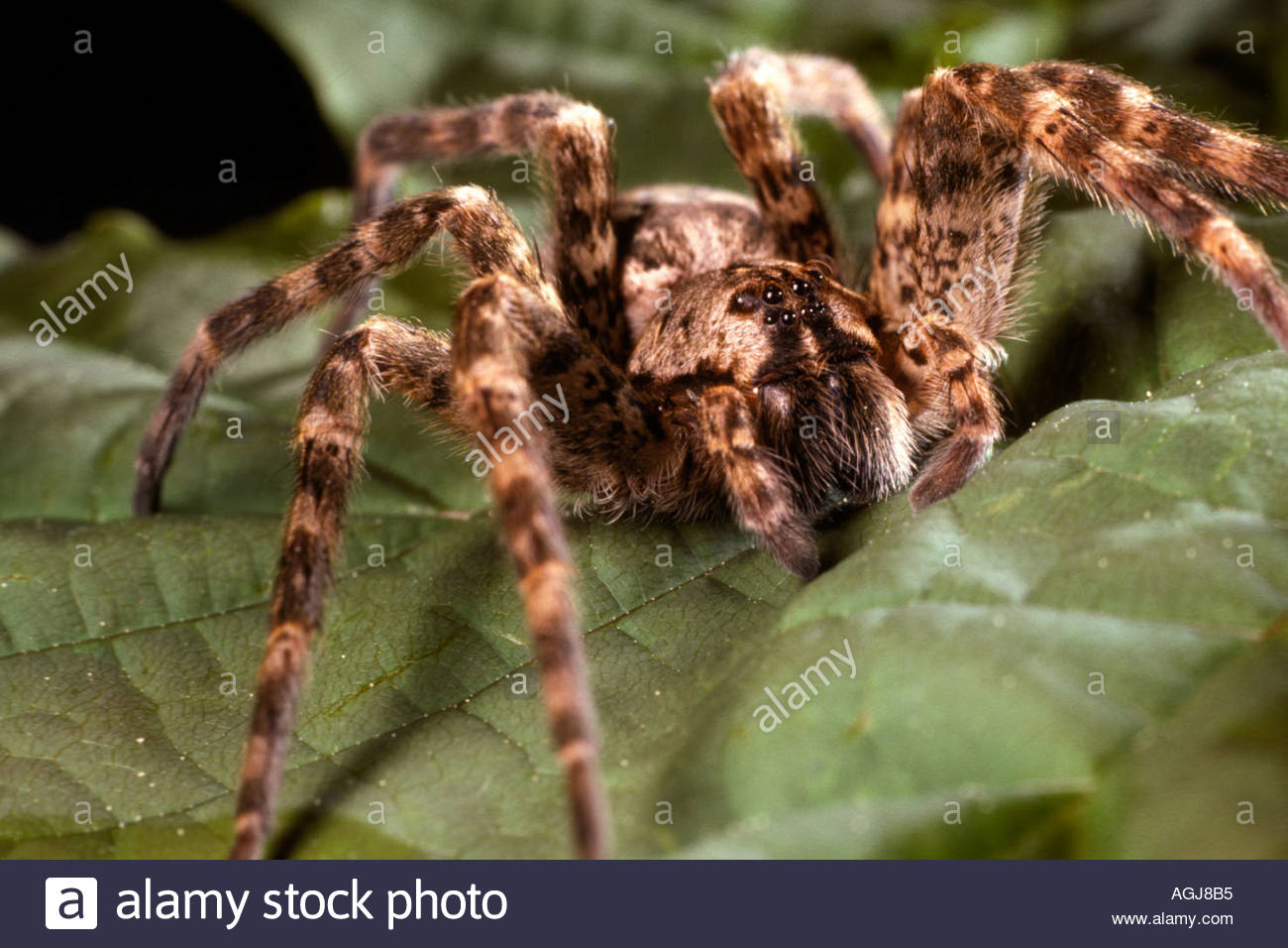 Geolycosa Stock Photos & Geolycosa Stock Images - Alamy