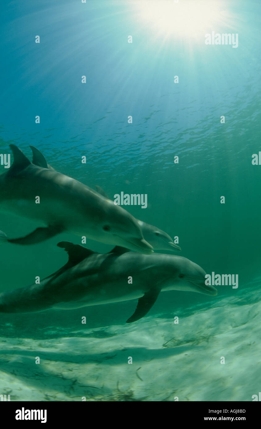 Bottlenose dolphin Tursiops truncatus underwater Bahamas Stock Photo - Alamy