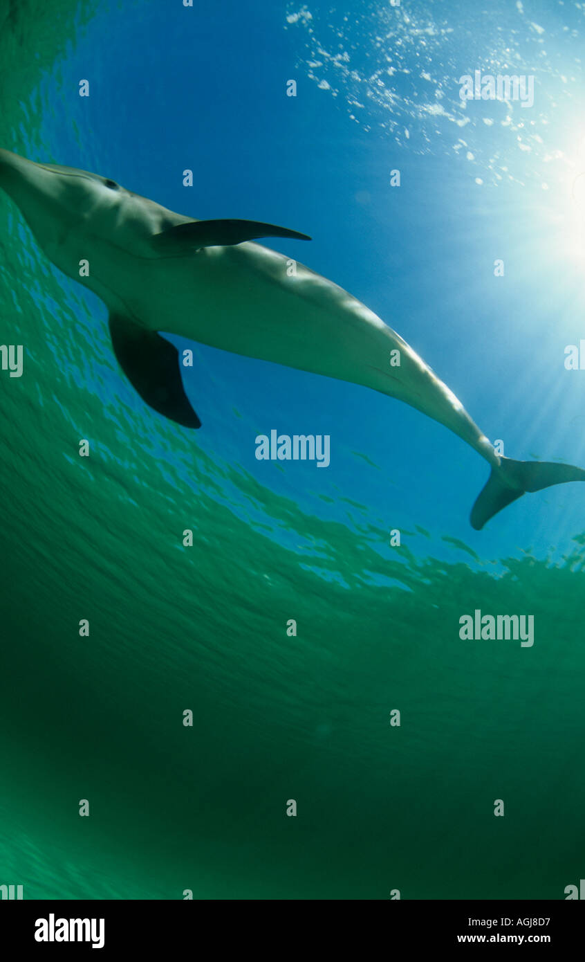 Bottlenose dolphin Tursiops truncatus underwater Bahamas Stock Photo - Alamy