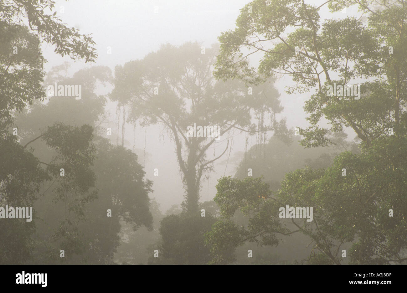 Aerial photography of the rainforest canopy at dawn Danum Valley Sabah ...
