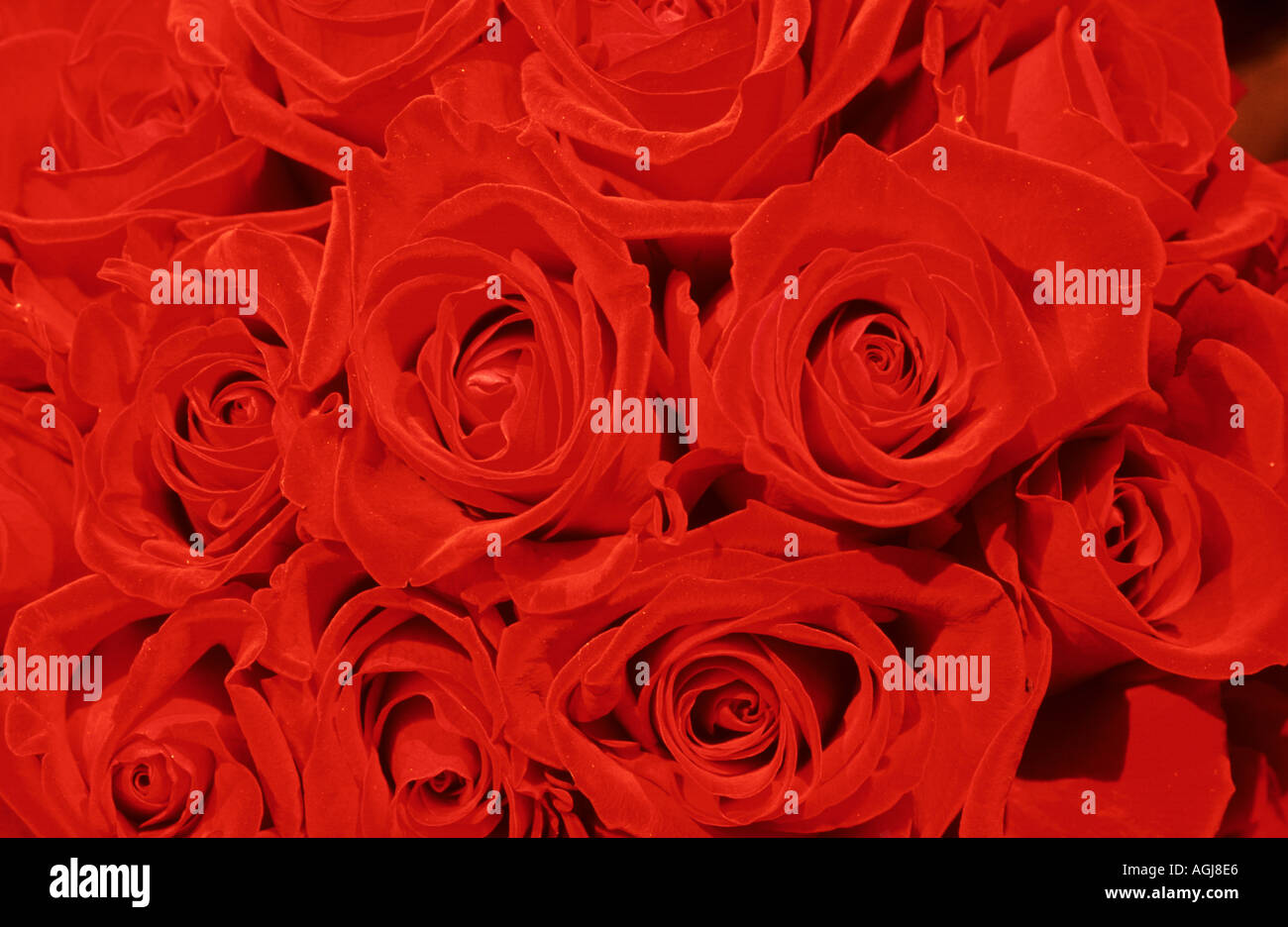 Red roses overhead bunch Stock Photo - Alamy