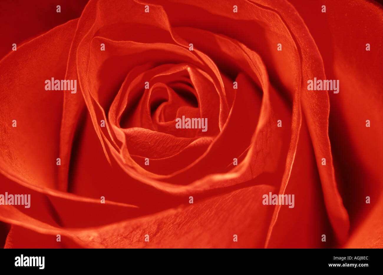 Closeup of centre of a red rose Stock Photo - Alamy