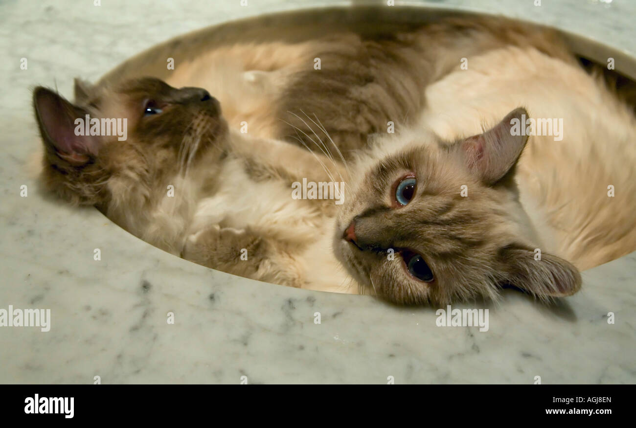 2 male Birman kittens, ages- 6 months Stock Photo - Alamy