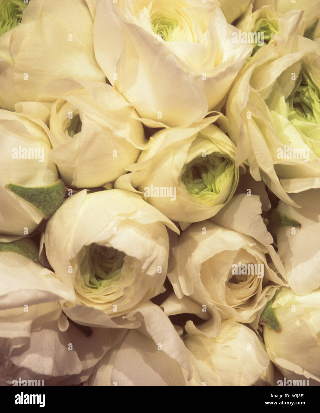 Bunch of white ranunculus from above Stock Photo - Alamy