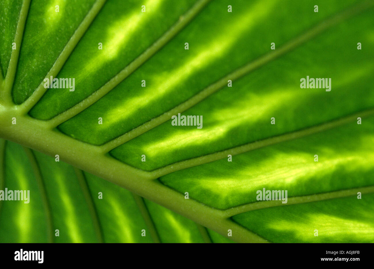 Yellow variegated leaf hi-res stock photography and images - Alamy
