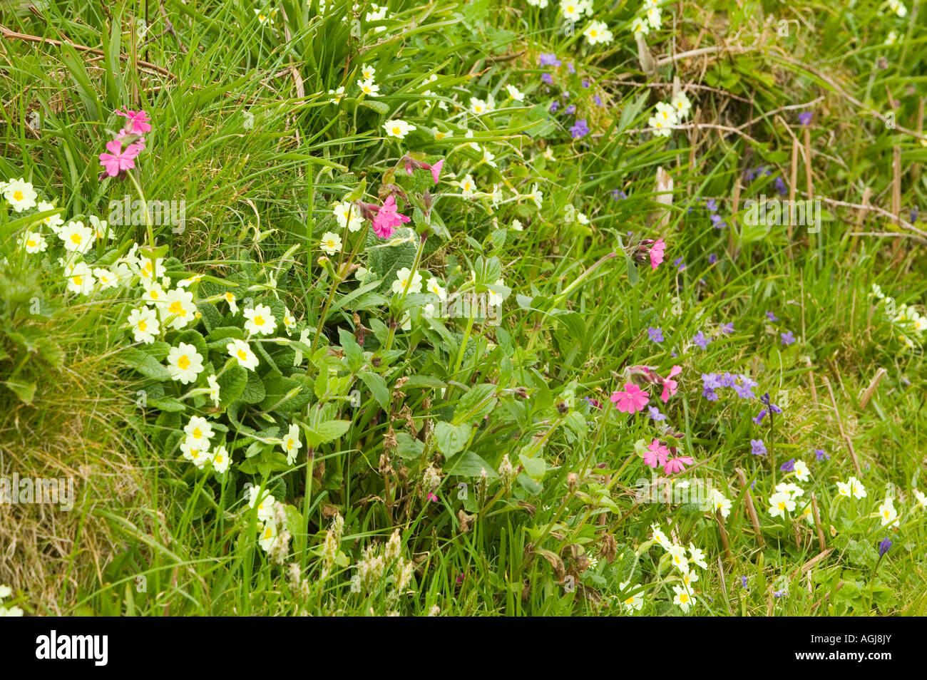 spring wildflowers on the Cornish coast, Cornwall, UK Stock Photo - Alamy