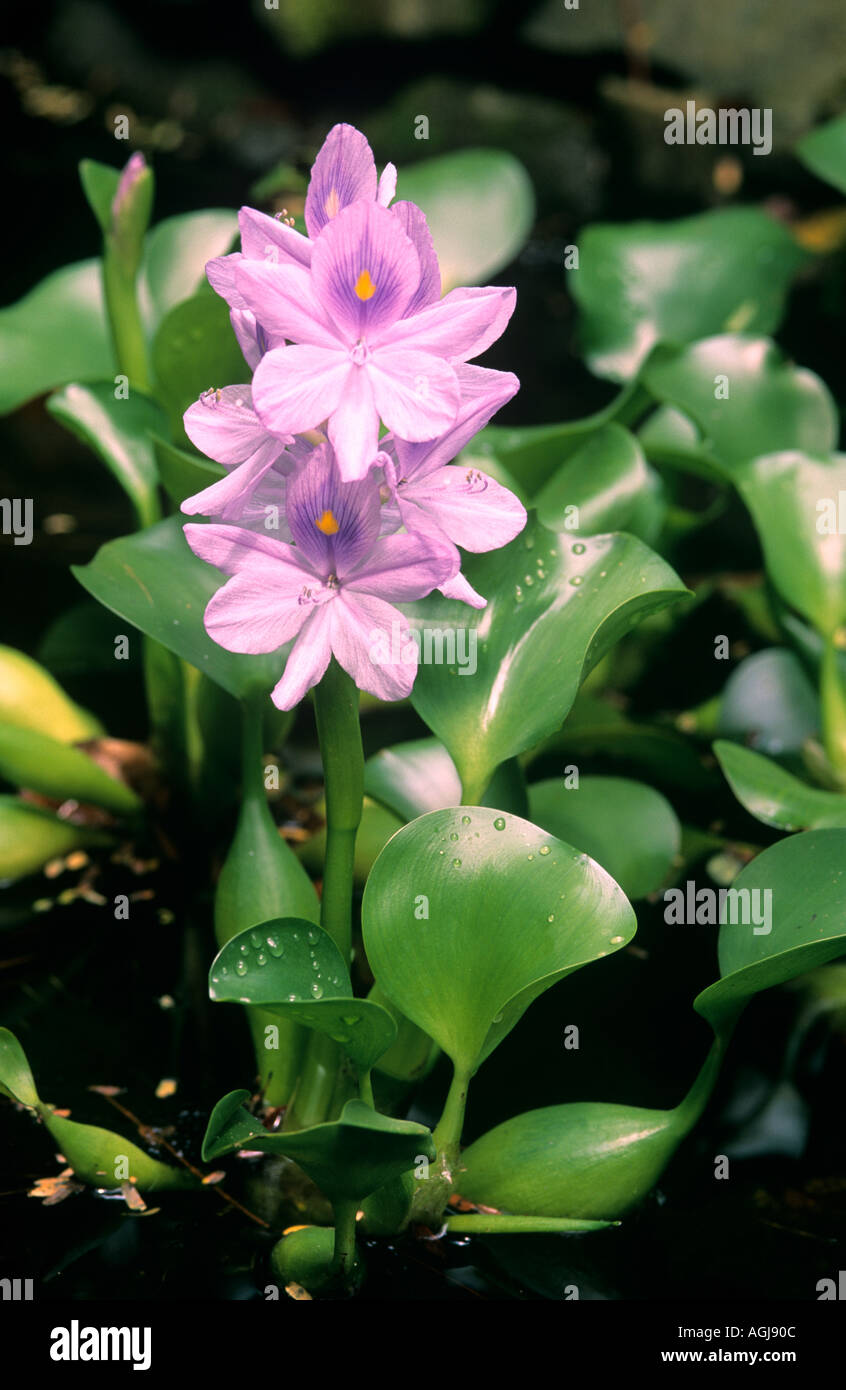 Water hyacinth creates difficulties in waterways as it spreads and ...