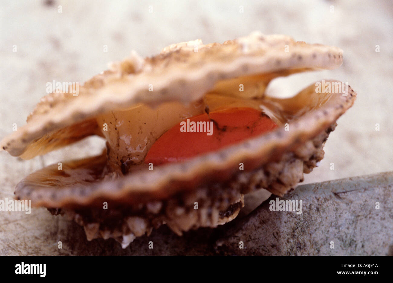 Queen scallop hi-res stock photography and images - Alamy