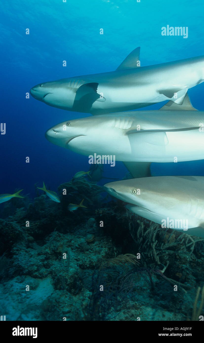 Three caribbean reef sharks Bahamas Stock Photo - Alamy