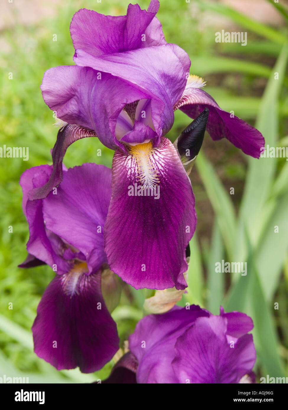 A close up of a bearded purple iris stalk Stock Photo - Alamy